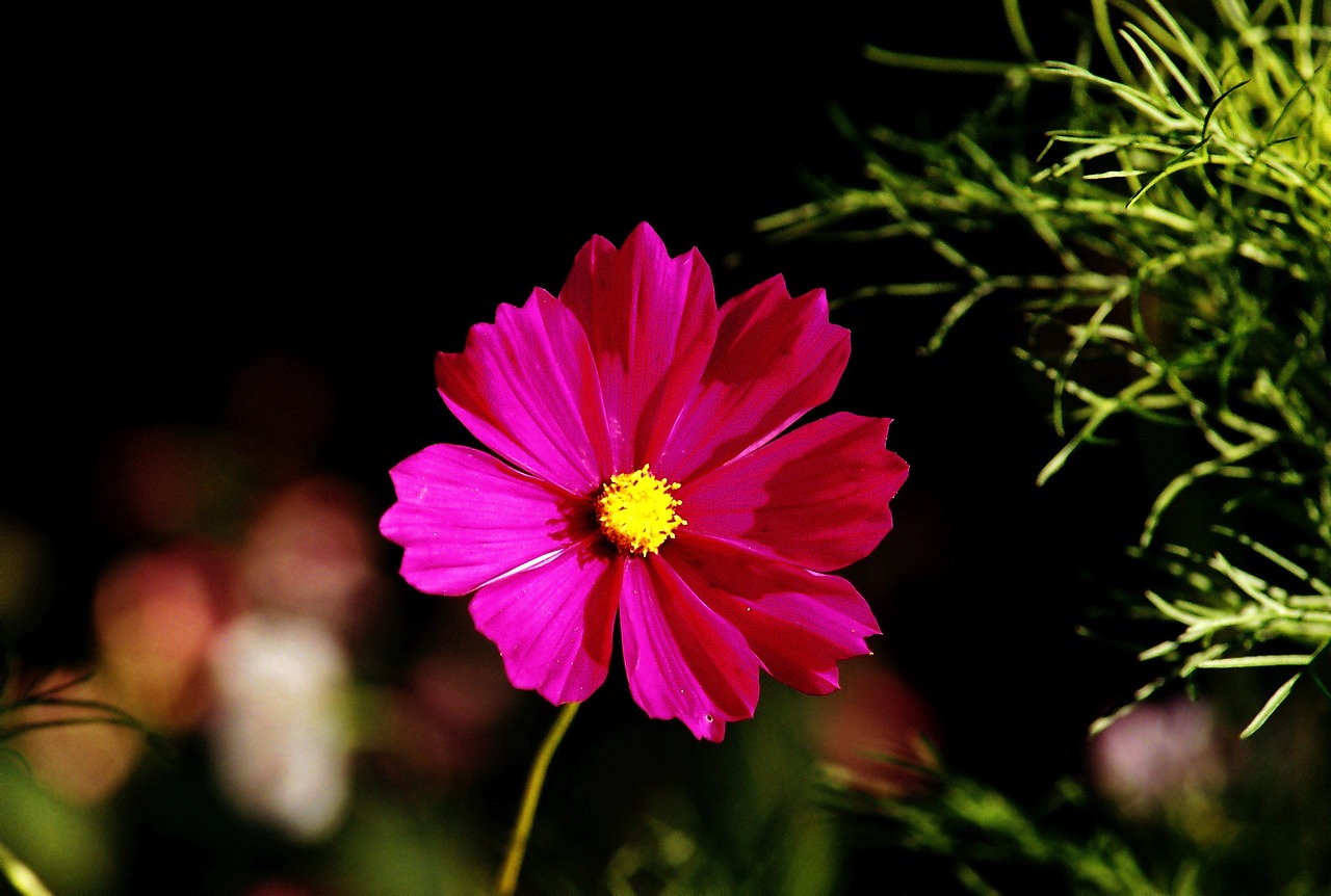 Cosmea Cosmos Flower - Free photo on Pixabay