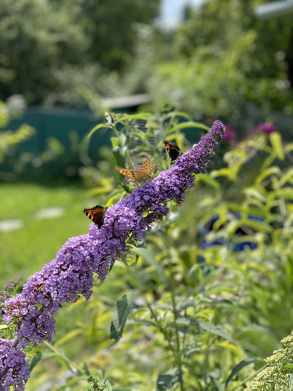 Butterfly Bush David Butterflies - Free photo on Pixabay - Pixabay