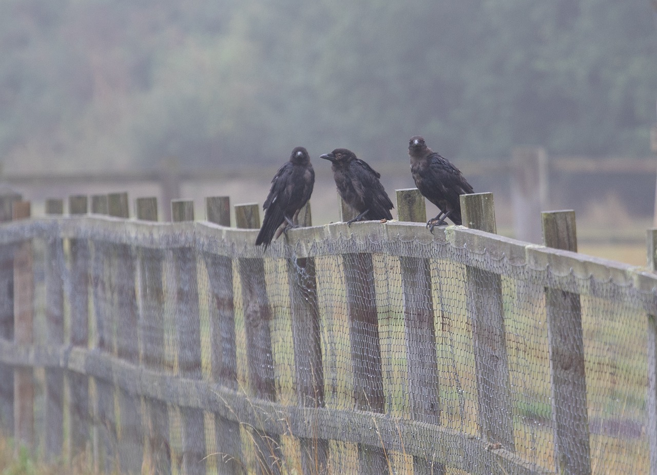 Crows On A Fence Corvids - Free photo on Pixabay - Pixabay