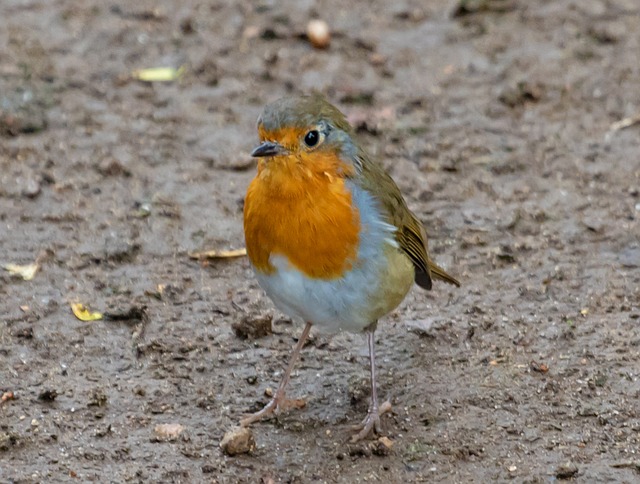 Robin Redbreast On Mud - Free photo on Pixabay - Pixabay