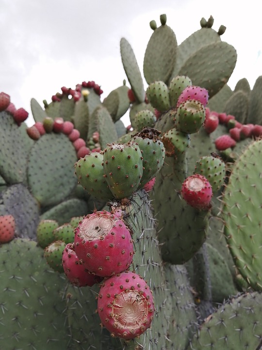 Tuna Cactus Thorns - Free photo on Pixabay - Pixabay