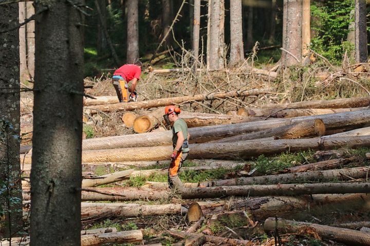 80+ kostenlose Waldarbeit und Waldarbeiter-Bilder - Pixabay