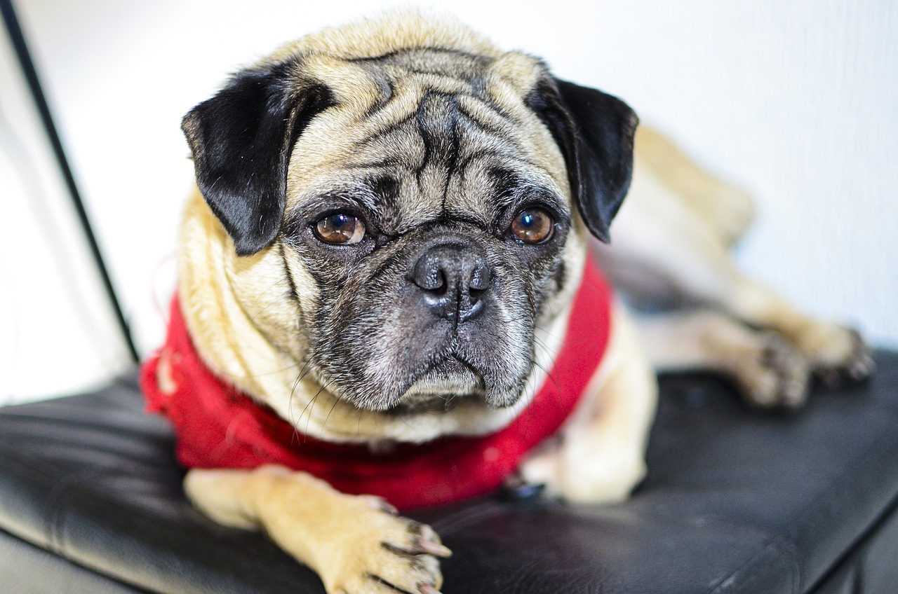 Pug Cachorro Filhote De - Foto gratuita no Pixabay