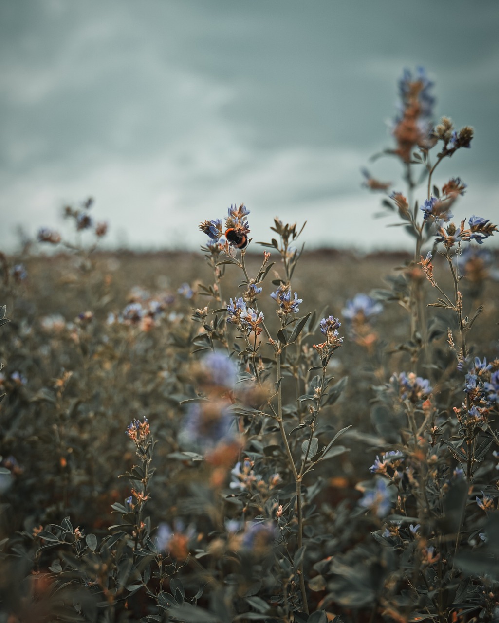 Flowers Field Of Hummel - Free photo on Pixabay - Pixabay