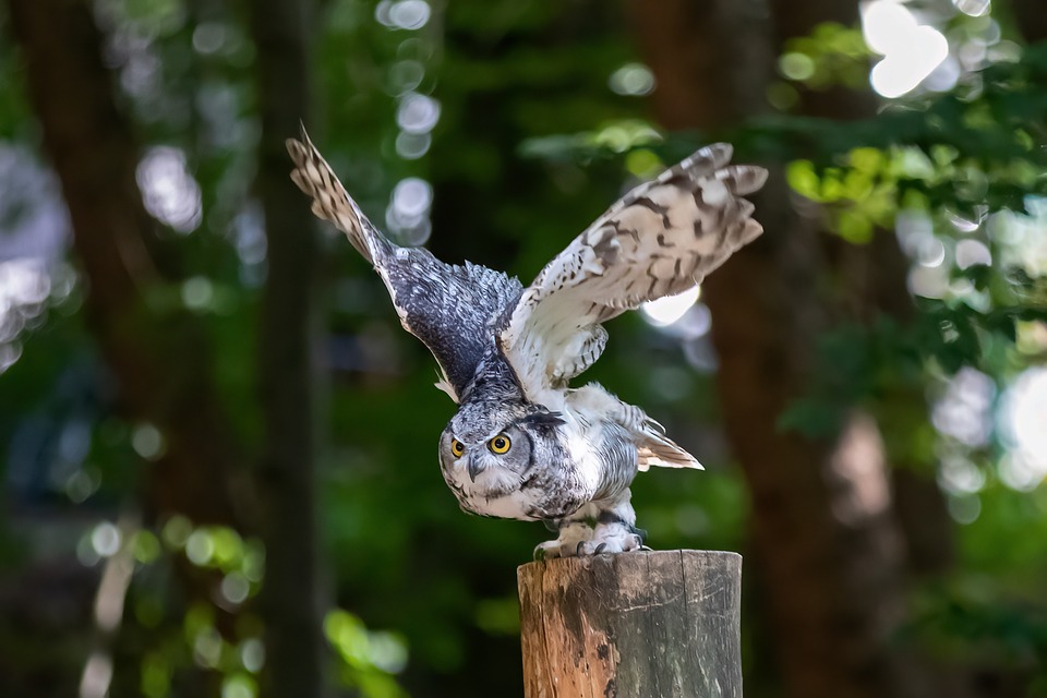 Owl Eagle Bird - Free photo on Pixabay