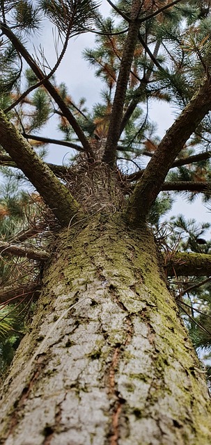 Tree Pine Log - Free photo on Pixabay - Pixabay