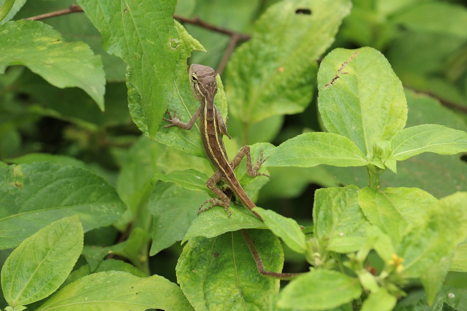 Lizard Green Leaf - Free photo on Pixabay - Pixabay