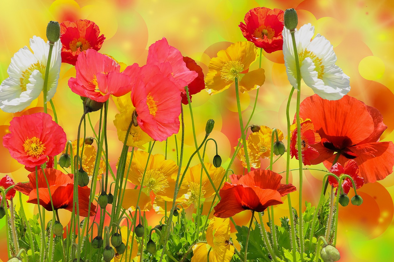 Flower Poppy Blossoms - Free photo on Pixabay