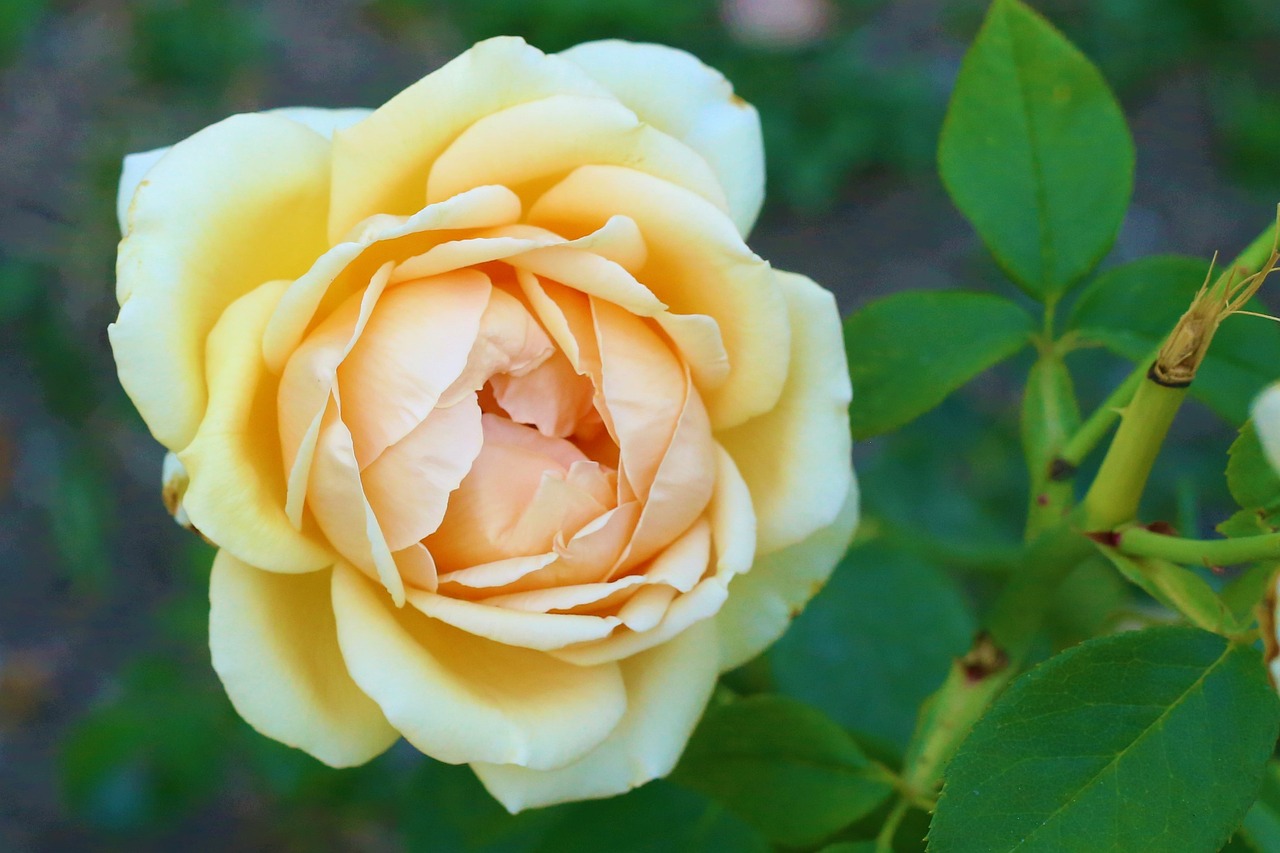 Flowers Yellow Color - Free photo on Pixabay