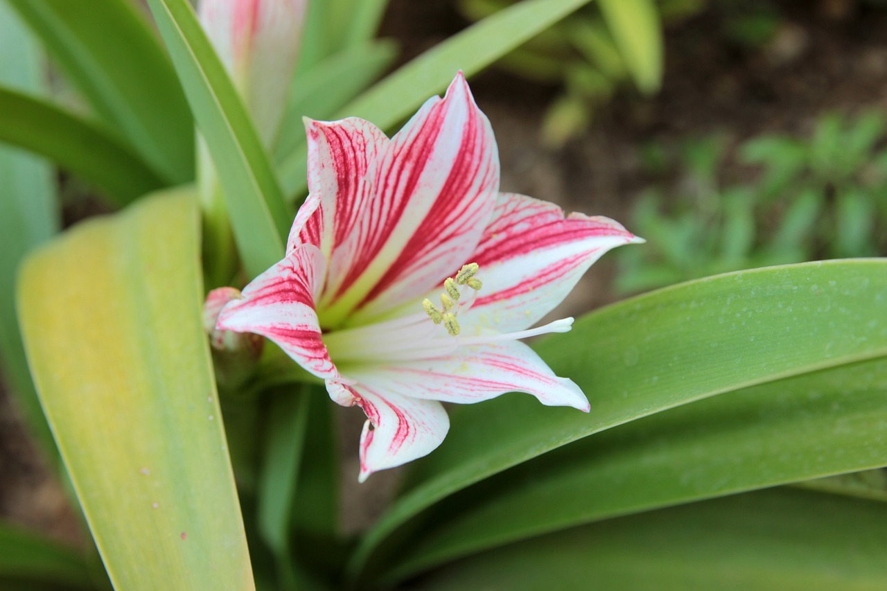 Erva Flor Lírio - Foto gratuita no Pixabay - Pixabay