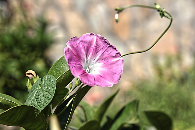 Jardin Mon Ivy - Photo gratuite sur Pixabay - Pixabay
