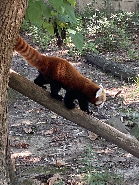 Panda Merah Ranting Kebun - Foto gratis di Pixabay - Pixabay