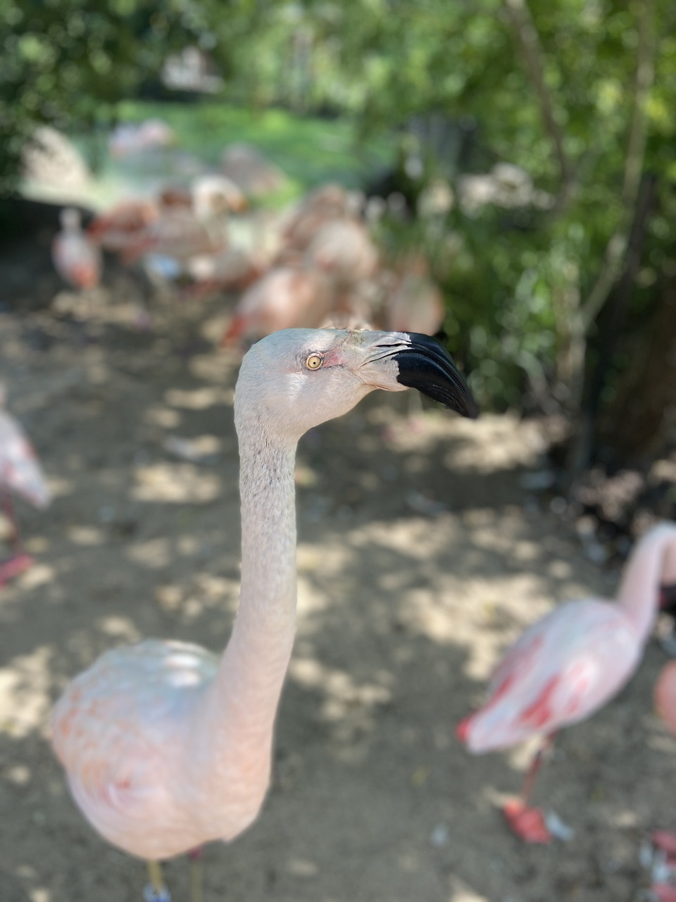 Flamingo Merah Jambu Burung - Foto gratis di Pixabay