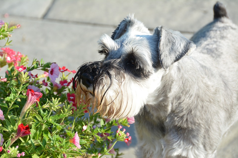Schnauzer Flowers Dog Smelling - Free photo on Pixabay