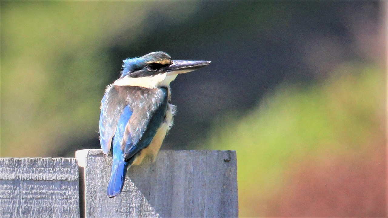 New Zealand Kingfisher Kotare Bird - Free photo on Pixabay - Pixabay