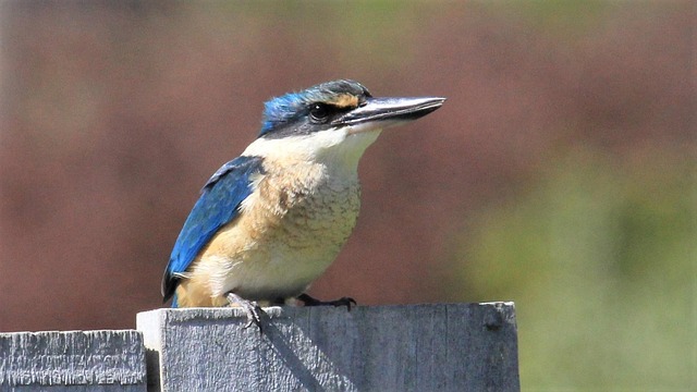 New Zealand Kingfisher Kotare Sun - Free photo on Pixabay