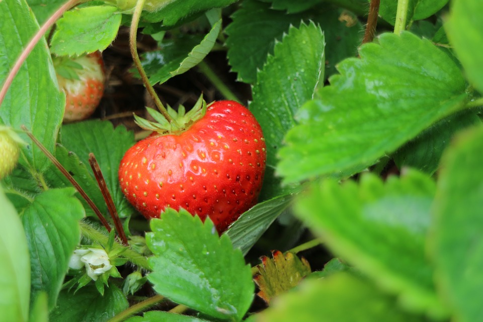 Erdbeere Garten - Kostenloses Foto auf Pixabay - Pixabay