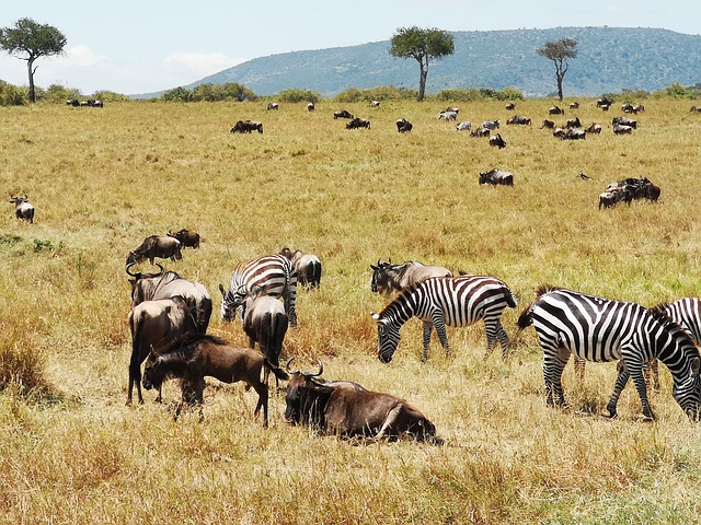 Maasai Mara Kenya Wildlife - Free photo on Pixabay - Pixabay