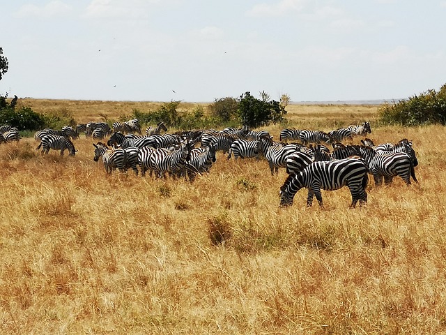 Cebras Kenia Maasai Mara - Foto gratis en Pixabay - Pixabay
