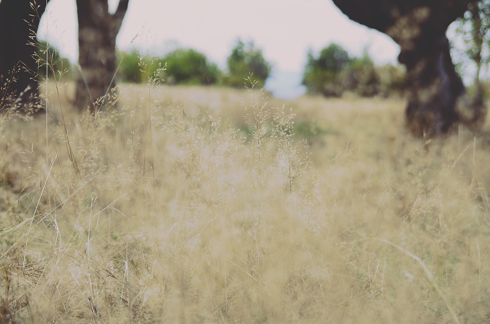 Summer Sun Field Free Photo On Pixabay Pixabay