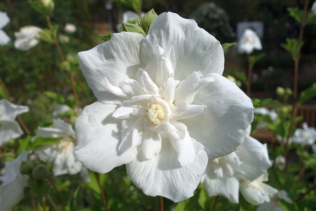 Flor Blanca Bloom - Foto gratis en Pixabay - Pixabay