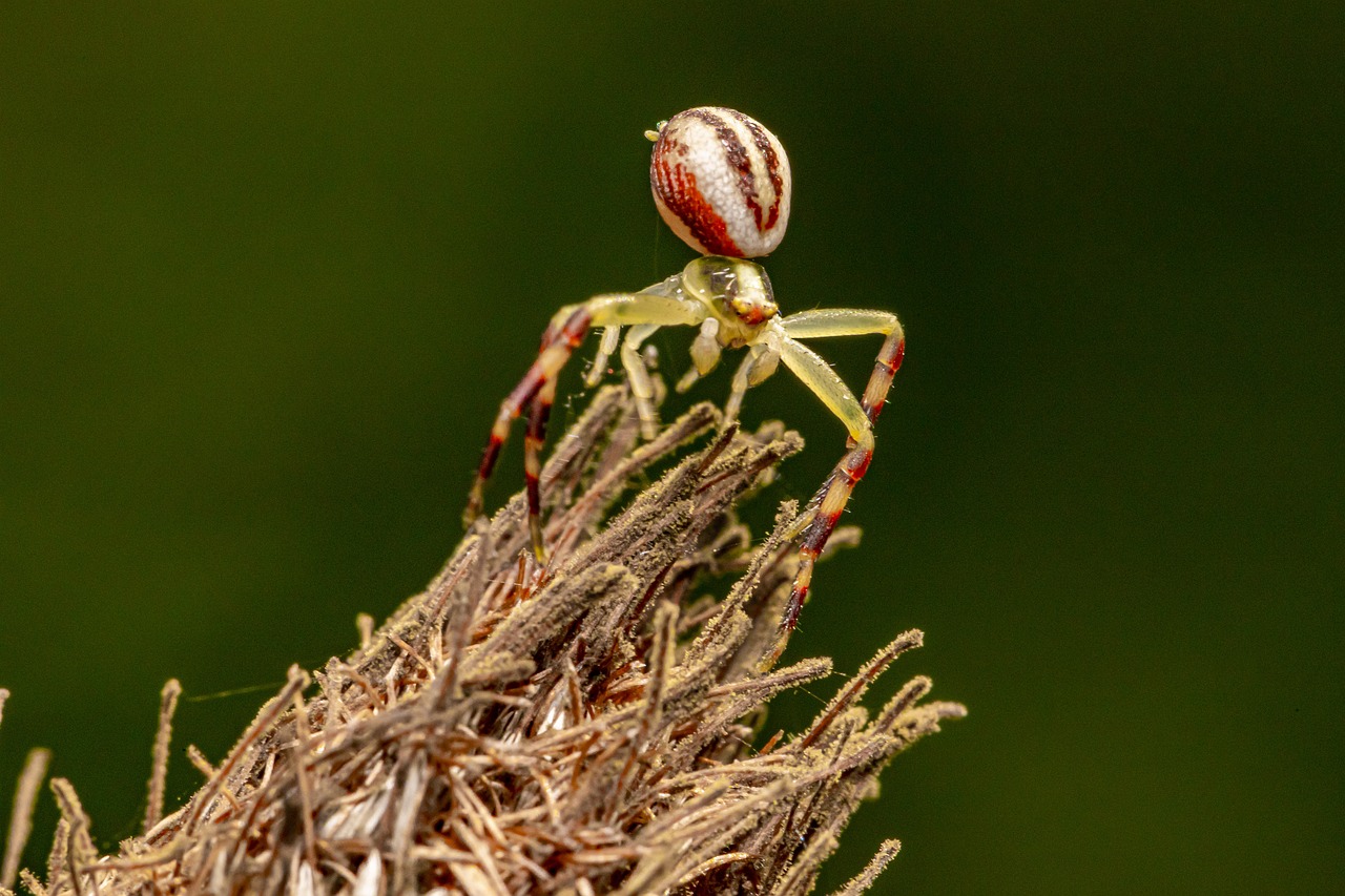 Goldenrod Crab Spider Misumena - Free photo on Pixabay - Pixabay