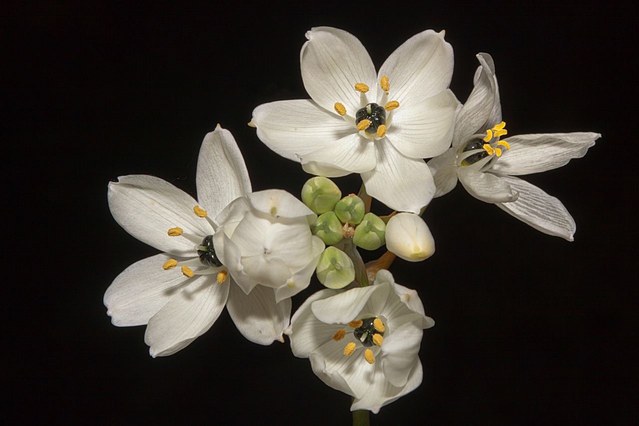 Wilde Blume Pflanze Blütenblätter - Kostenloses Foto auf Pixabay - Pixabay