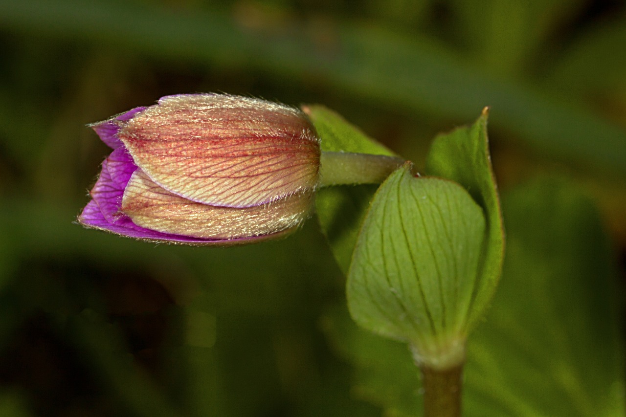 Wilde Blume Pflanze Blütenblätter - Kostenloses Foto auf Pixabay - Pixabay