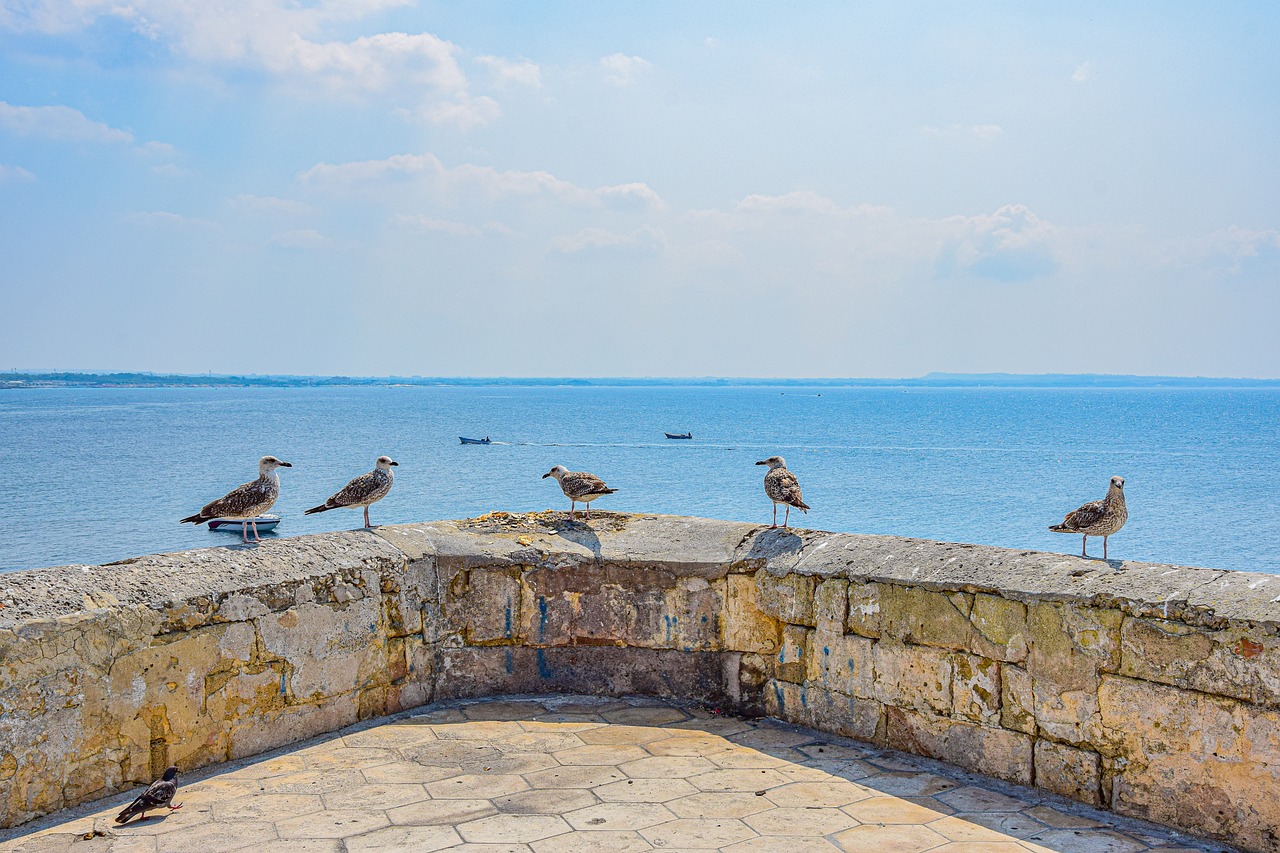 Playa Aves Gaviotas - Foto gratis en Pixabay - Pixabay