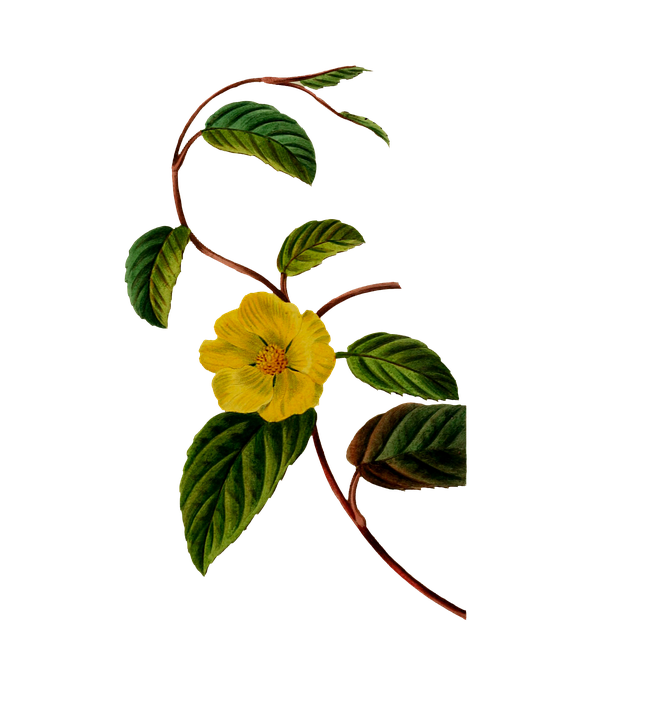 Fleur Feuilles Plantes - Image gratuite sur Pixabay - Pixabay