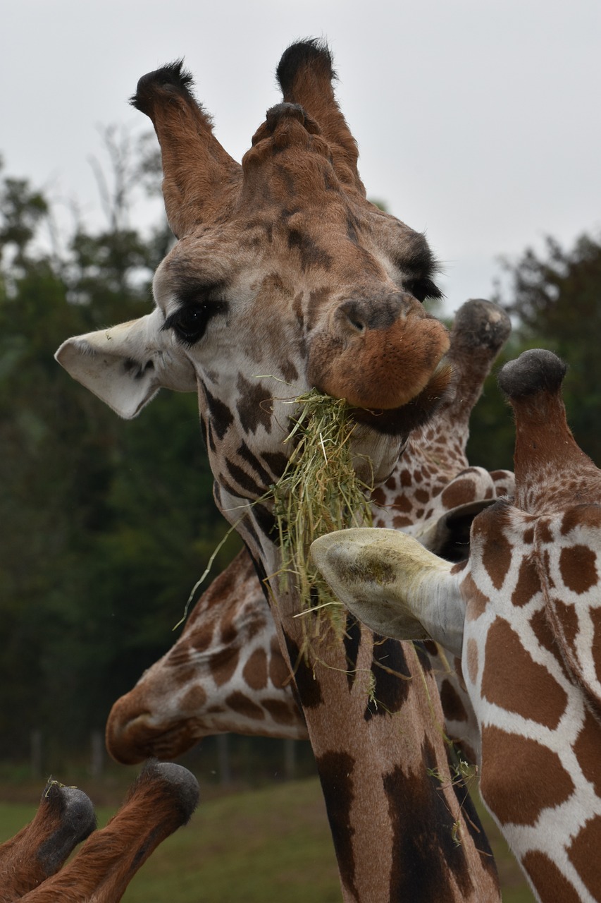 Girafa Animais Mamíferos - Foto gratuita no Pixabay - Pixabay