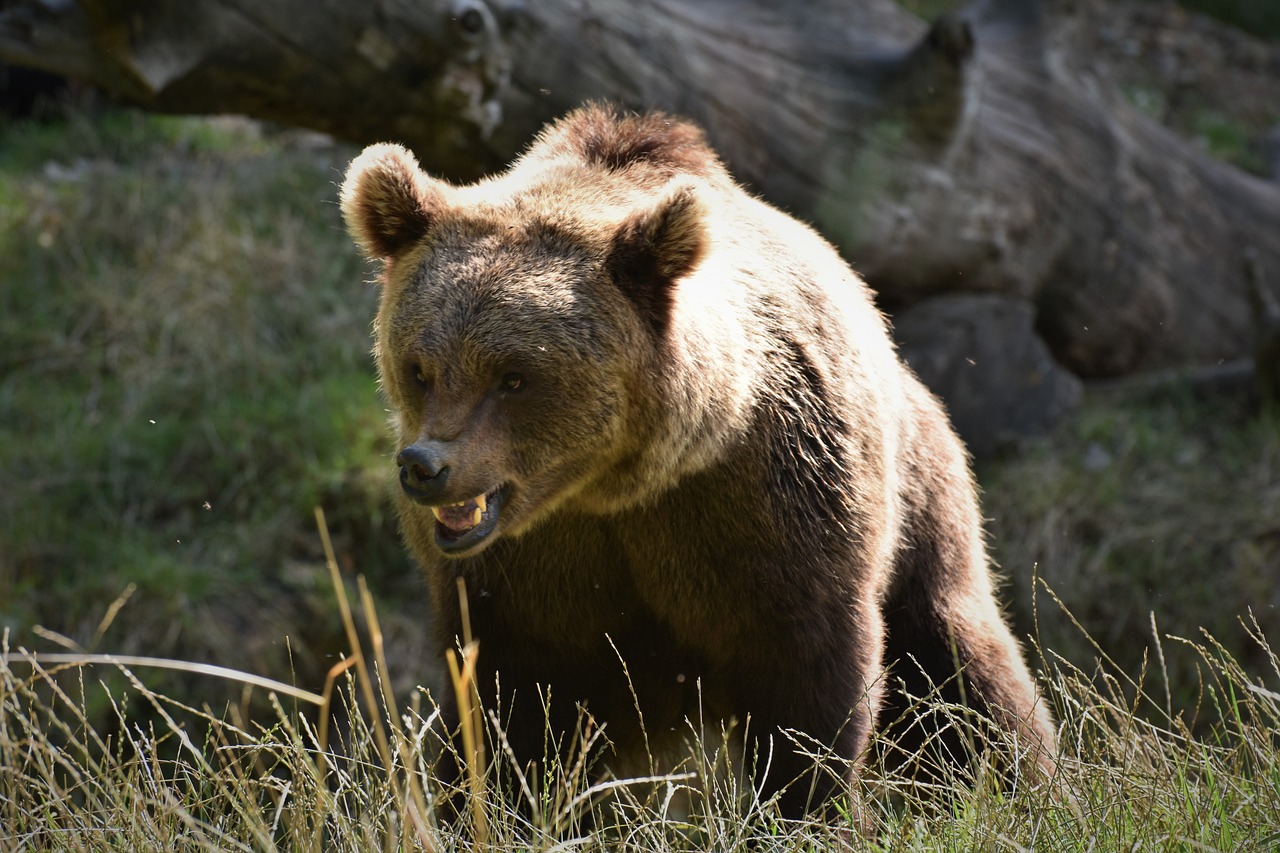 Urso Pardo Mamíferos - Foto gratuita no Pixabay - Pixabay