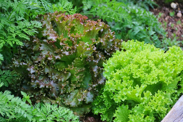 Laitue Plantes Salade - Photo gratuite sur Pixabay - Pixabay
