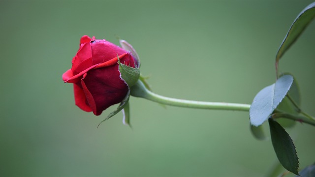 Red Rose Velvet Bud Flower - Free photo on Pixabay - Pixabay