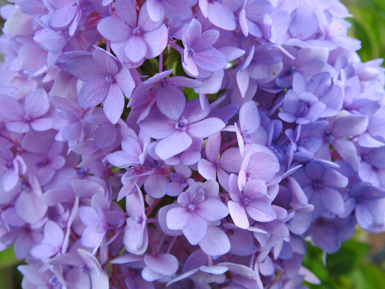 Hydrangea Bunga Bloom - Foto gratis di Pixabay - Pixabay