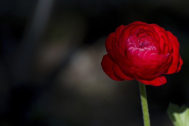 Flor Ranunculus Pétalos - Foto gratis en Pixabay - Pixabay