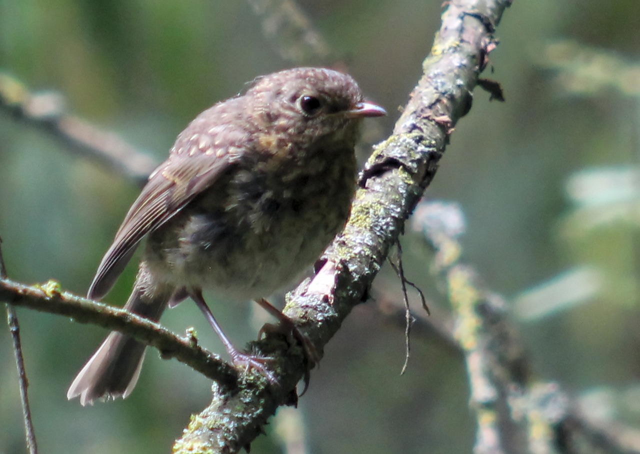 Song Thrush City Bird Wildlife - Free photo on Pixabay - Pixabay