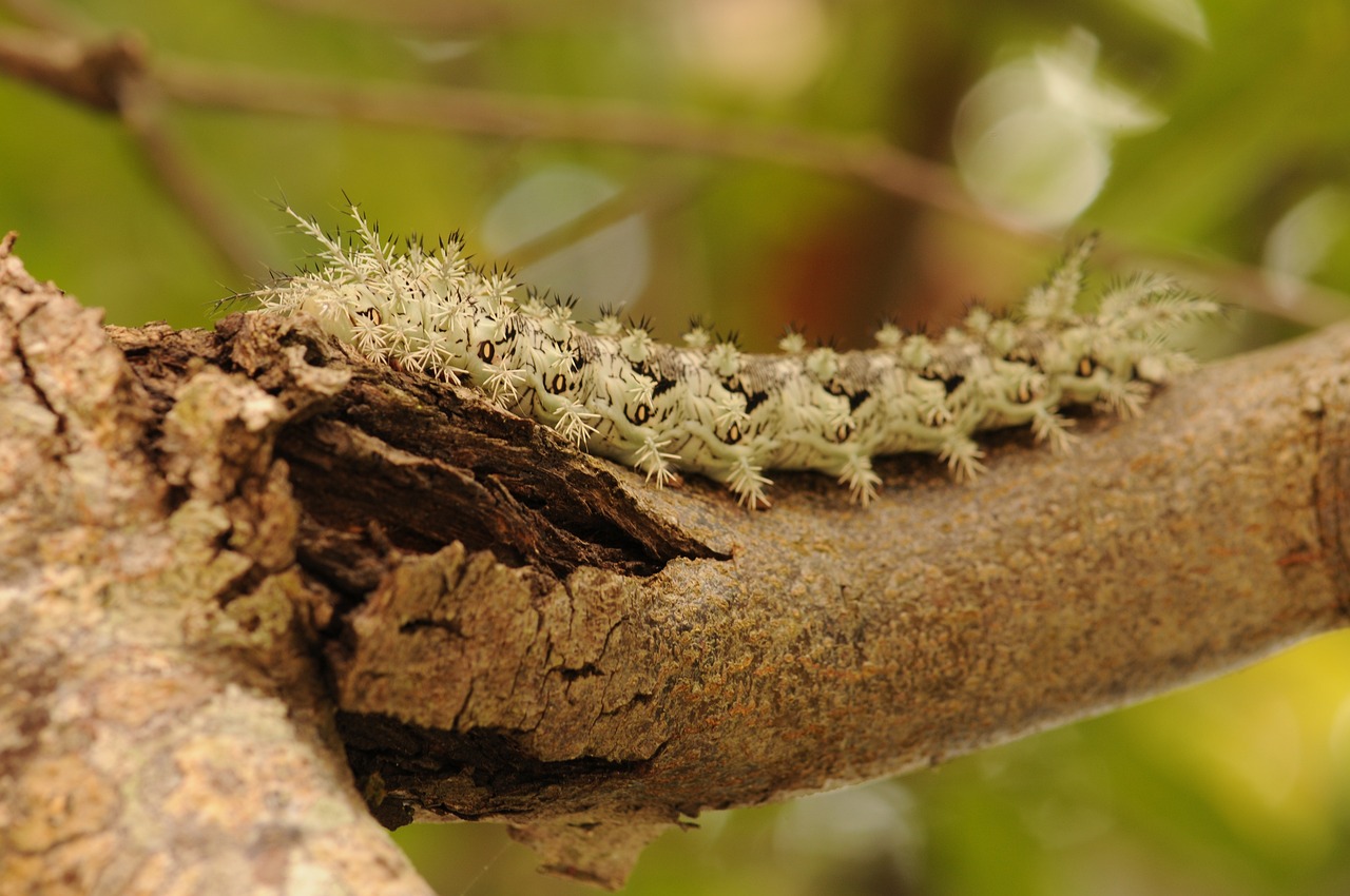 Caterpillar Atlantic Rainforest - Free photo on Pixabay