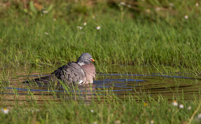 60+ Free Paloma Comun & Bird Photos - Pixabay