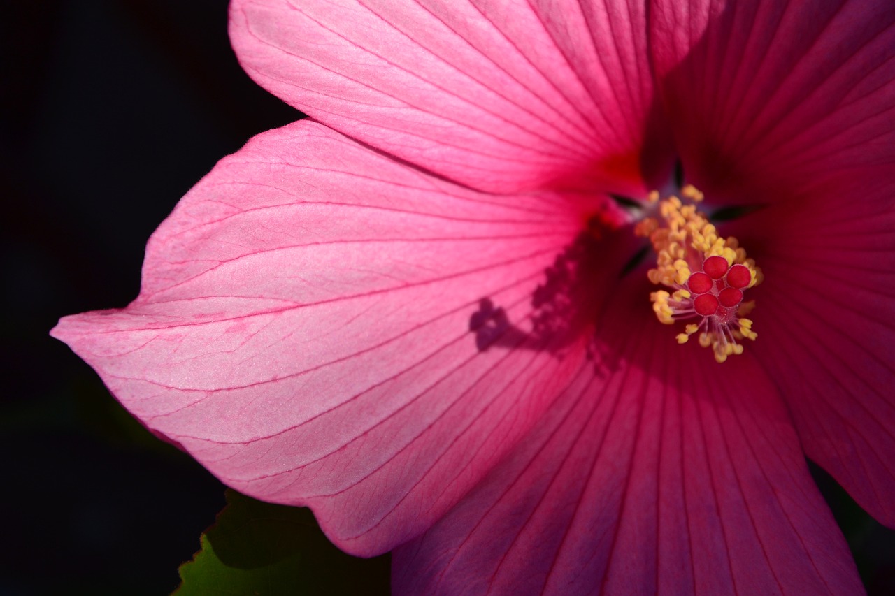 Swamp Hibiscus Moscheutos - Free photo on Pixabay - Pixabay