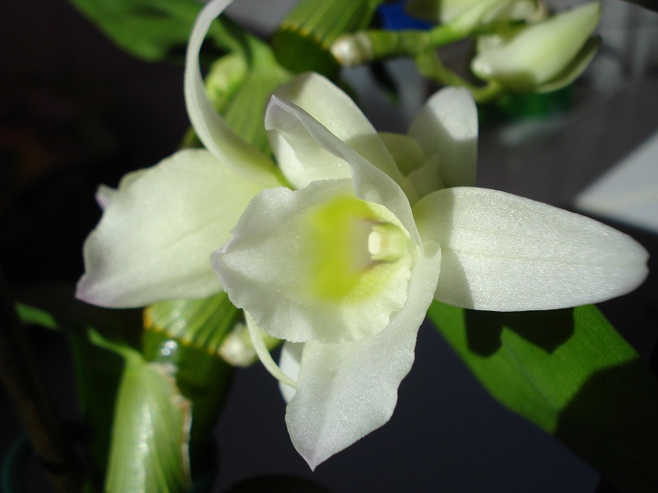 Orchid Bamboo - Free photo on Pixabay - Pixabay