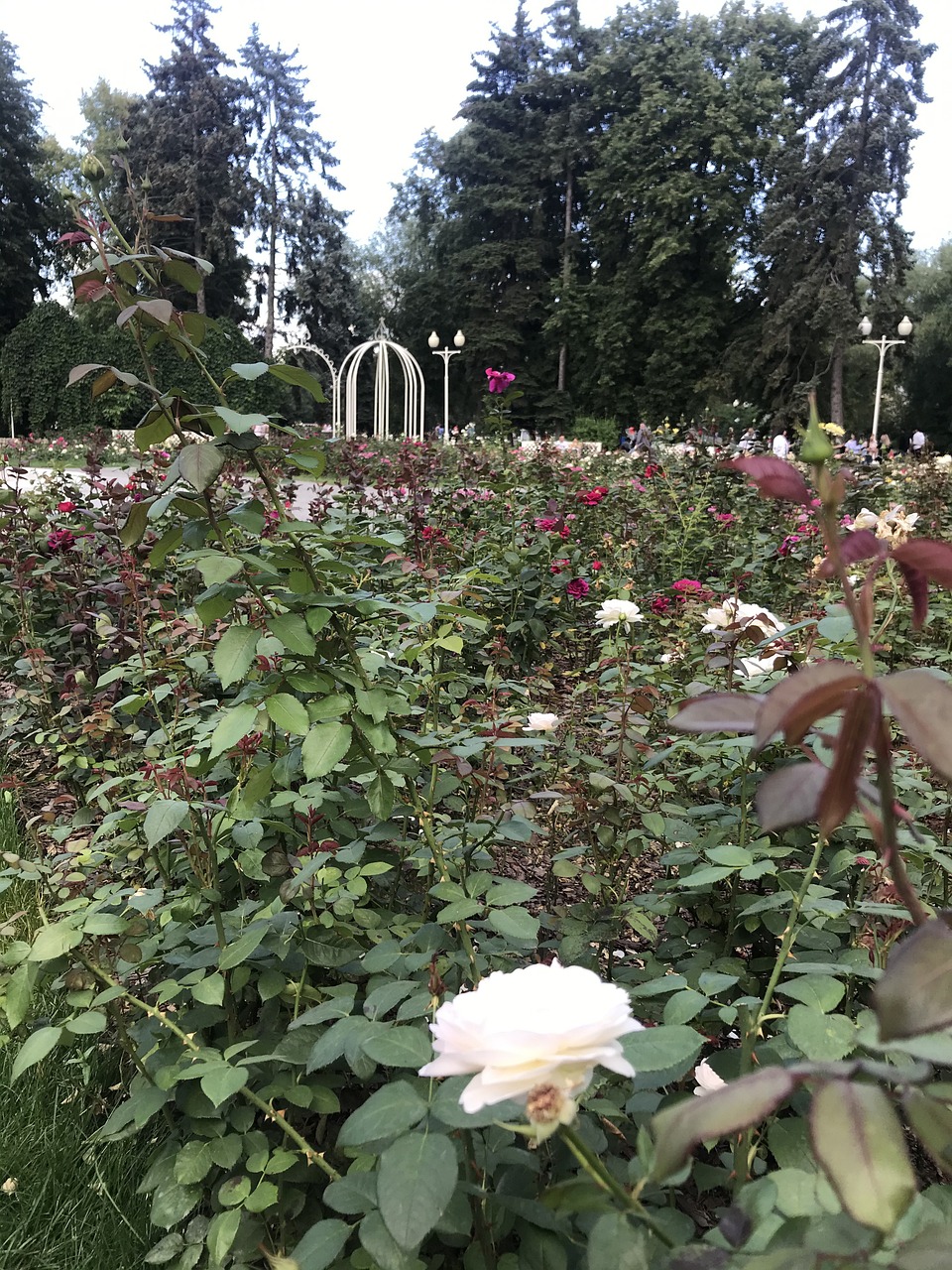 Rose Blume Park - Kostenloses Foto auf Pixabay - Pixabay