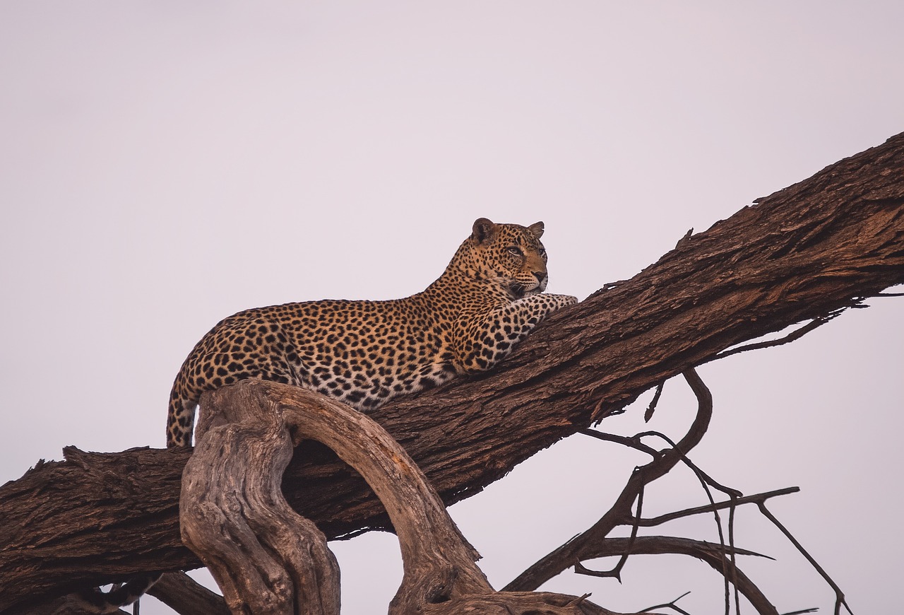60+ Free Leopard Tree & Leopard Images - Pixabay