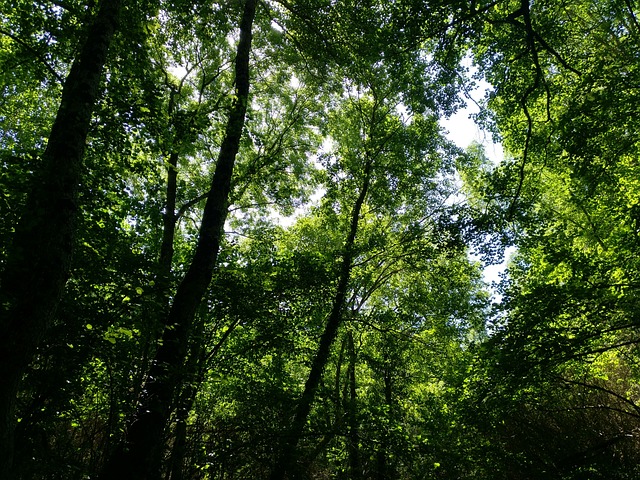 Hutan Pohon Alam - Foto gratis di Pixabay
