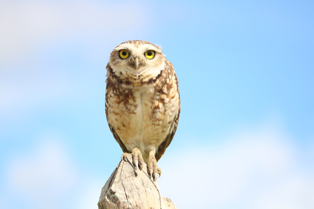 Owl Nature Bird - Free photo on Pixabay