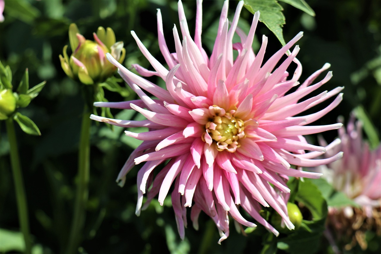 Dahlia Blomst Haven - Gratis foto på Pixabay