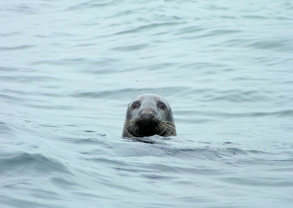 Seal Atlantic Grey Sea - Free photo on Pixabay - Pixabay