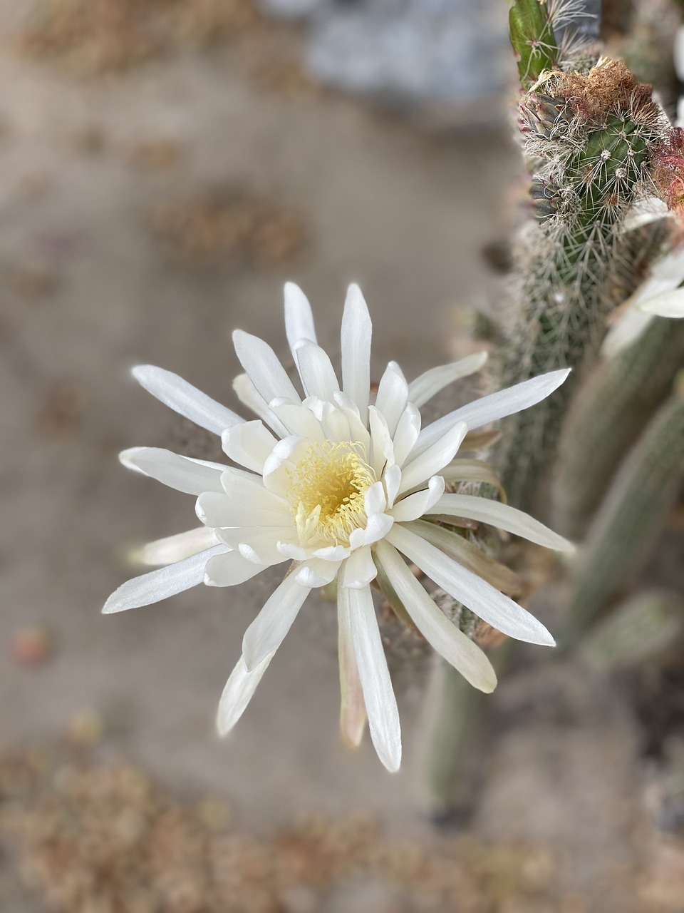 Flor Pétalos Cactus - Foto gratis en Pixabay