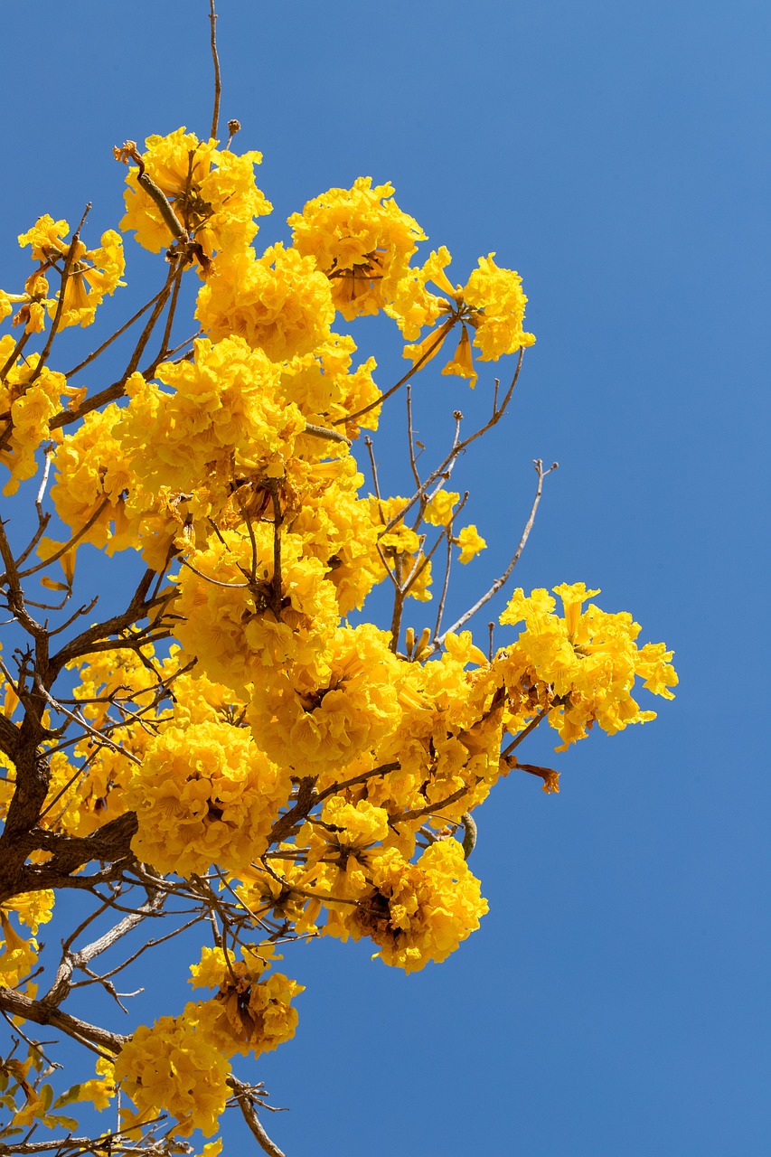 Blood-Red-Yellow Tabebuia Tree - Free photo on Pixabay - Pixabay