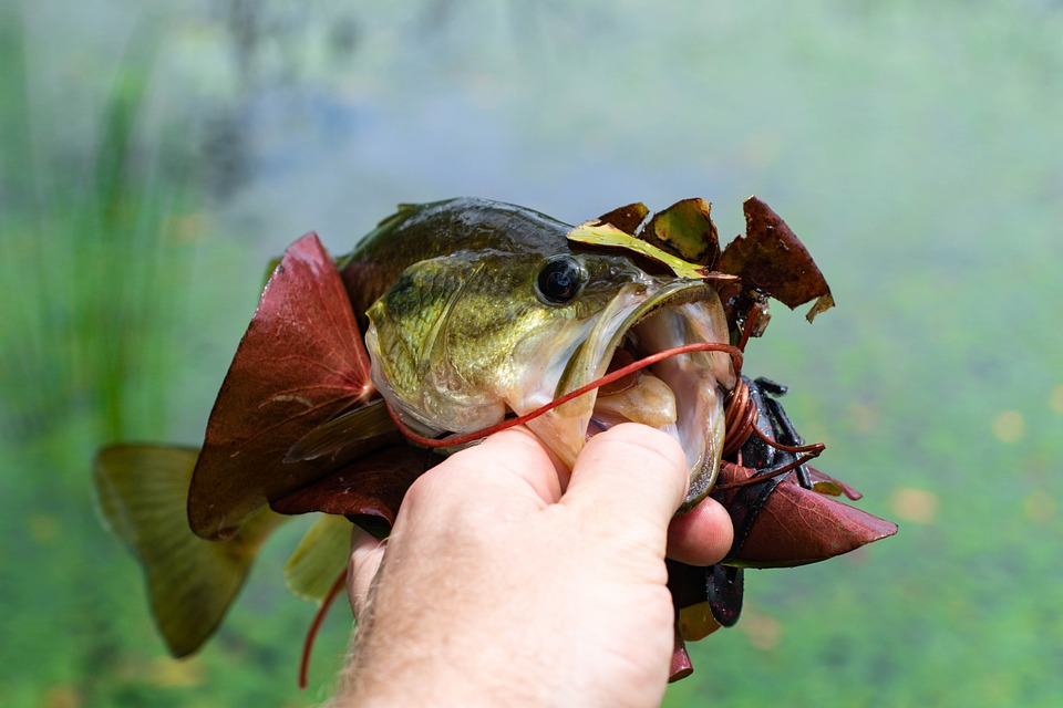Bass Fishing Fish - Free photo on Pixabay